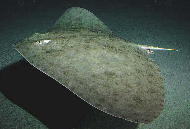 Raia Pintada Batoidea ou Rajomorphii: Características e Fotos – Mundo ...