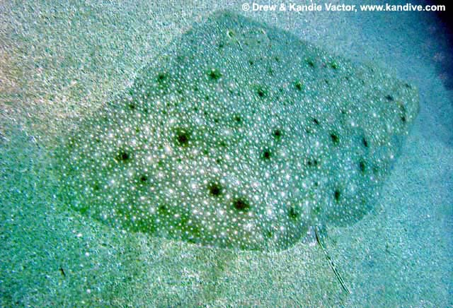 Raia Pintada Batoidea ou Rajomorphii: Características e Fotos – Mundo ...