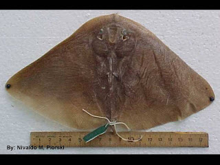 Raia Pintada Batoidea ou Rajomorphii: Características e Fotos – Mundo ...