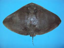 Raia Pintada Batoidea ou Rajomorphii: Características e Fotos – Mundo ...