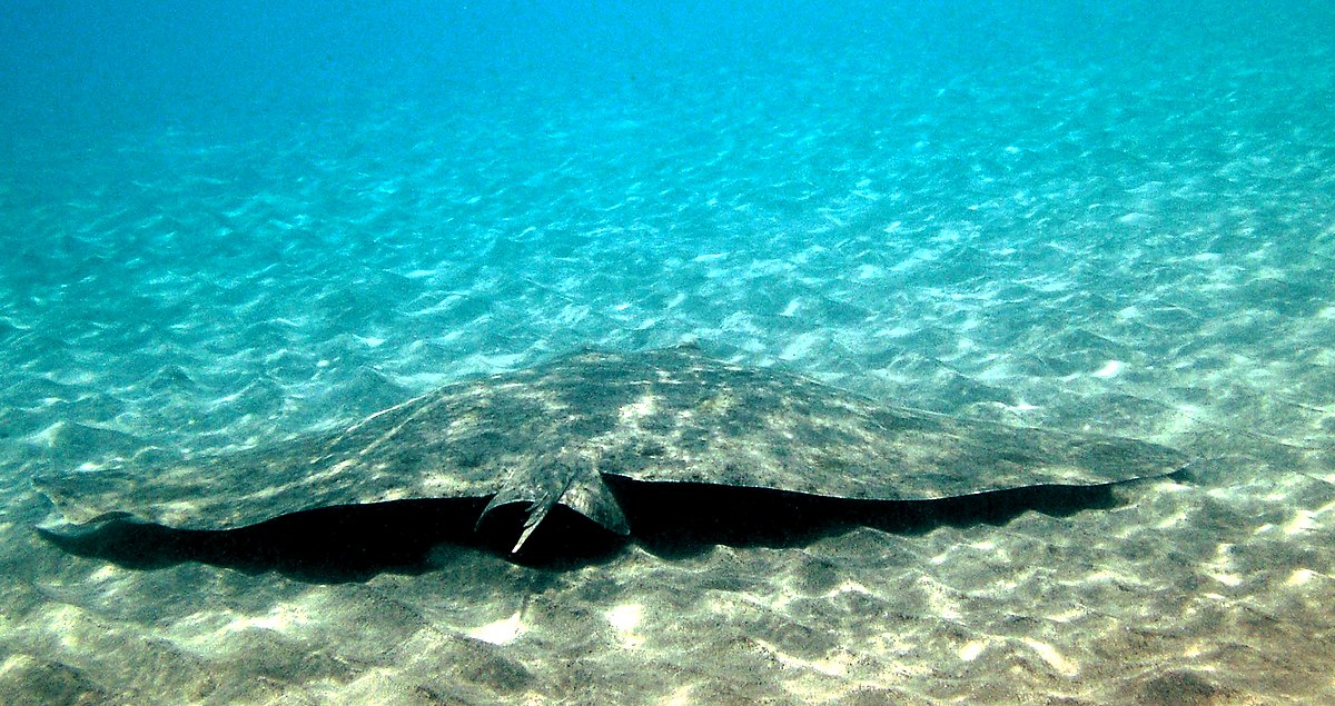 Raia Pintada Batoidea ou Rajomorphii: Características e Fotos – Mundo ...