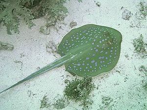 Raia Pintada Batoidea ou Rajomorphii: Características e Fotos – Mundo ...