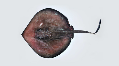 Raia Pintada Batoidea ou Rajomorphii: Características e Fotos – Mundo ...