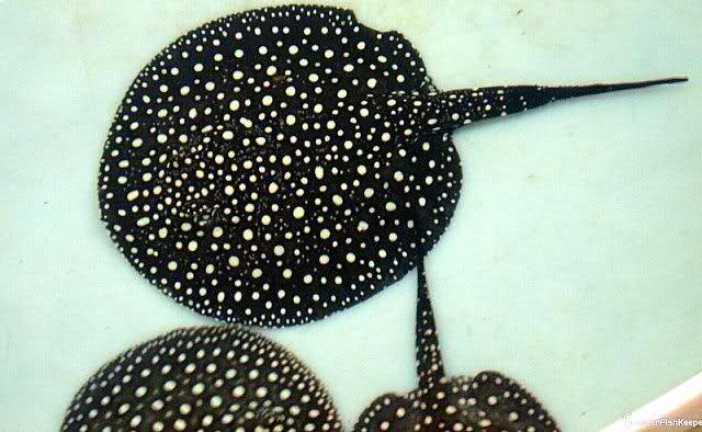 Raia Pintada Batoidea ou Rajomorphii: Características e Fotos – Mundo ...