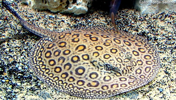 Raia Pintada Batoidea ou Rajomorphii: Características e Fotos – Mundo ...