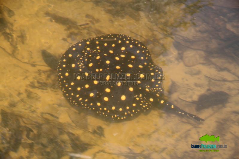 Raia Pintada Batoidea ou Rajomorphii: Características e Fotos – Mundo ...