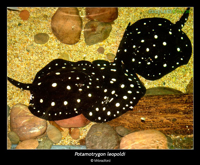 Raia Pintada Batoidea ou Rajomorphii: Características e Fotos – Mundo ...