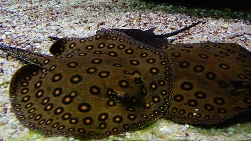 Raia Pintada Batoidea ou Rajomorphii: Características e Fotos – Mundo ...