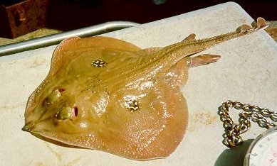 Raia Pintada Batoidea ou Rajomorphii: Características e Fotos – Mundo ...