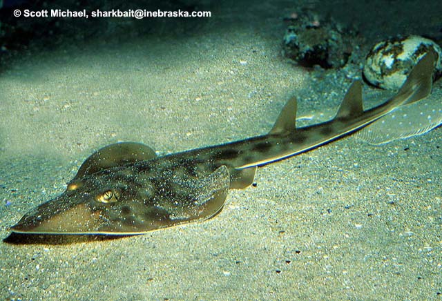 Raia Pintada Batoidea ou Rajomorphii: Características e Fotos – Mundo ...