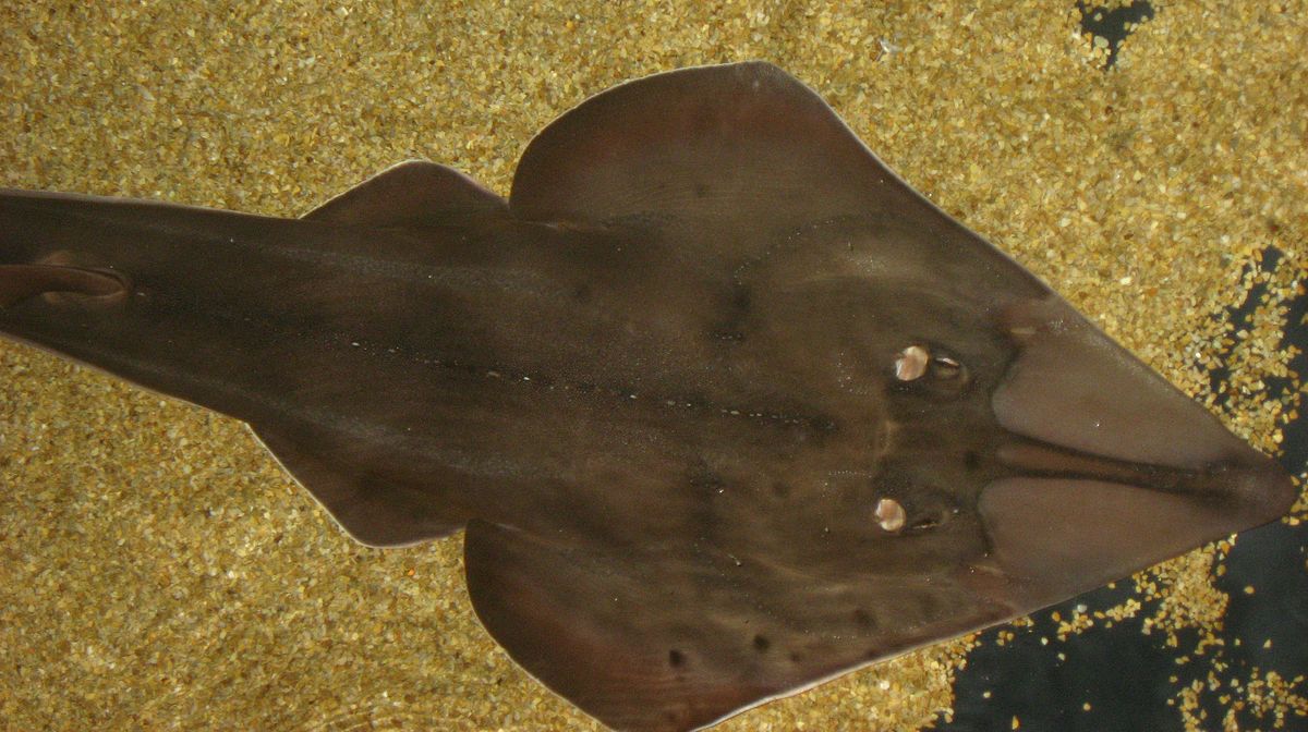 Raia Pintada Batoidea ou Rajomorphii: Características e Fotos – Mundo ...