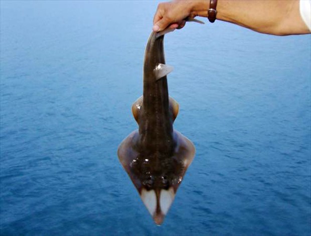 Raia Pintada Batoidea ou Rajomorphii: Características e Fotos – Mundo ...