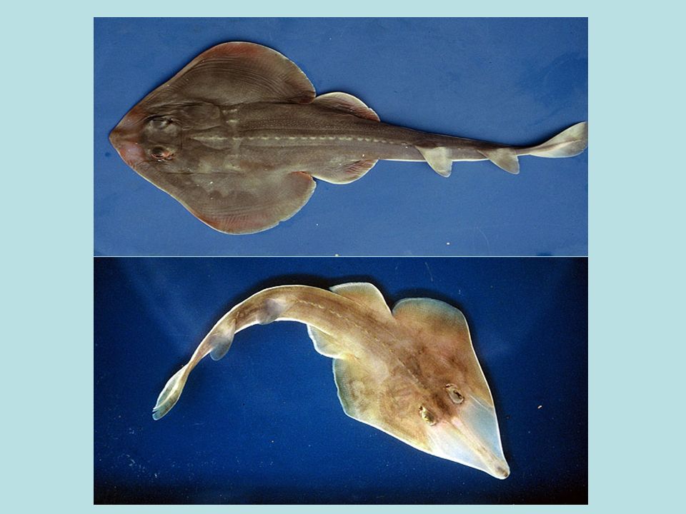 Raia Pintada Batoidea ou Rajomorphii: Características e Fotos – Mundo ...