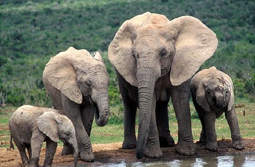Elefante da Savana Curiosidades e Fatos Interessantes | Mundo Ecologia