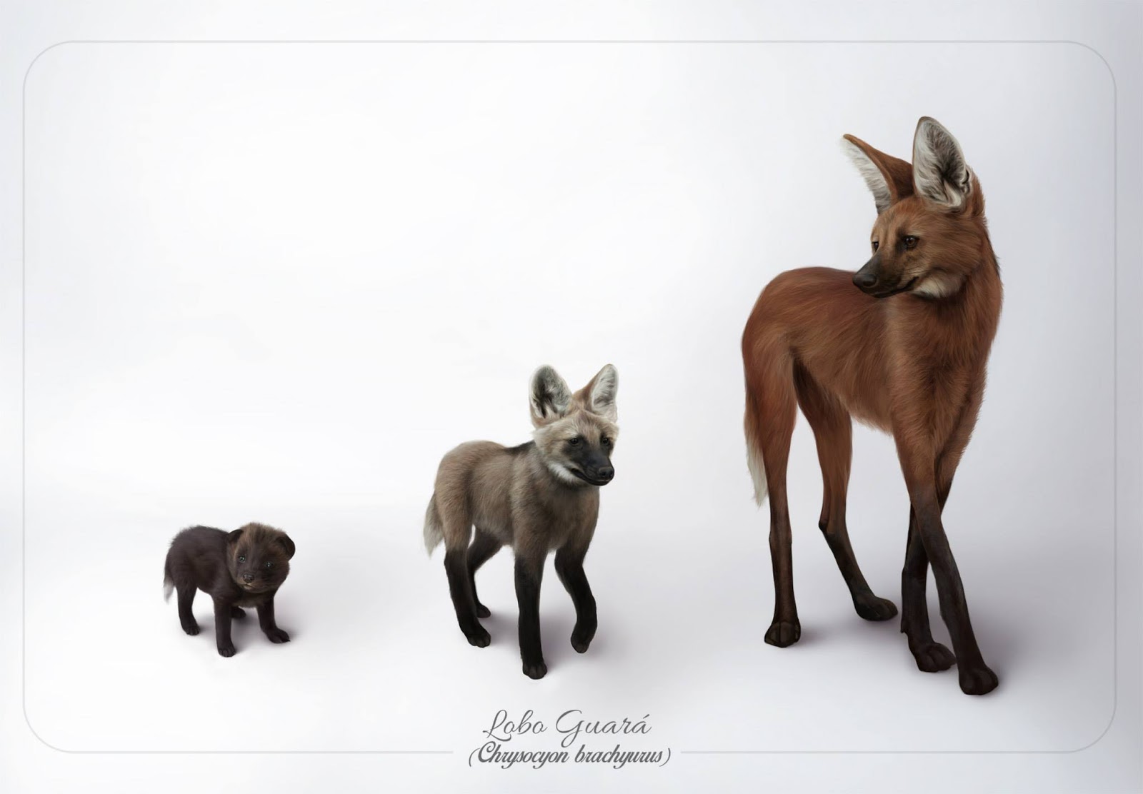 Lobo-Guará: Curiosidades e Fotos | Mundo Ecologia