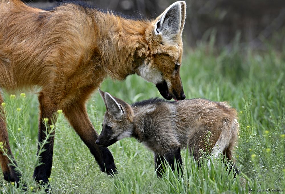 Lobo Guará Hábitat: Onde Eles Vivem? | Mundo Ecologia