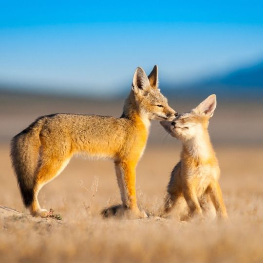 Raposa Anã: Características e Fotos – Mundo Ecologia