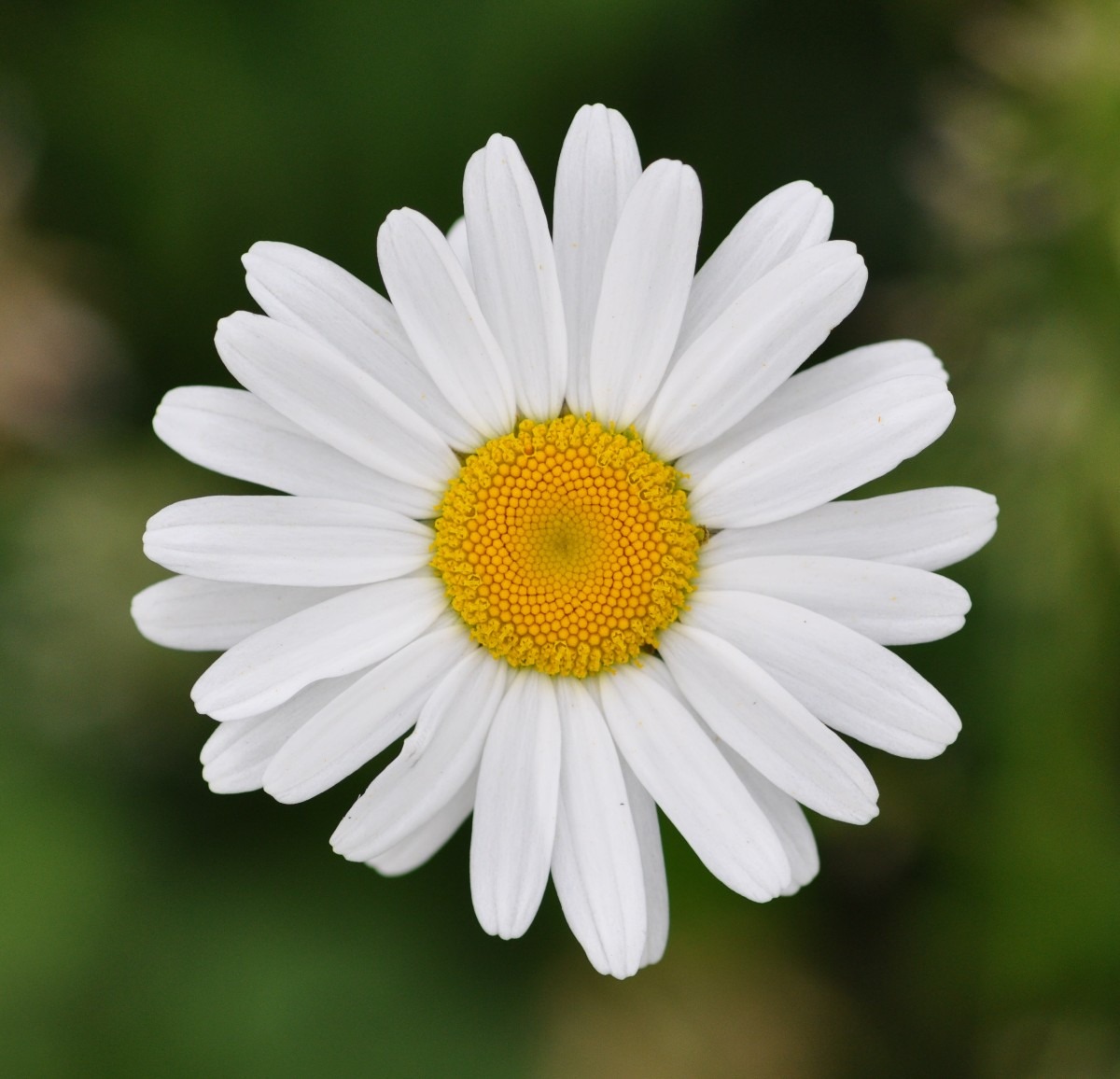 Folha da Flor Margarida | Mundo Ecologia Folha da Flor Margarida | Mundo Ecologia