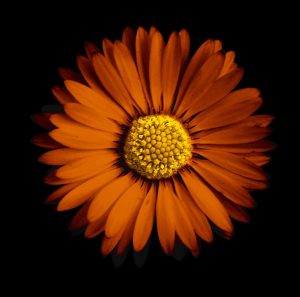 Flor Margarida: Características | Mundo Ecologia