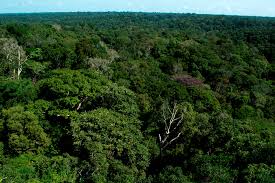 Floresta Amazônica: Características e Imagens – Mundo Ecologia