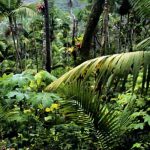 Bioma Floresta Amazônica Resumo – Mundo Ecologia