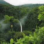 Bioma Floresta Amazônica Resumo – Mundo Ecologia