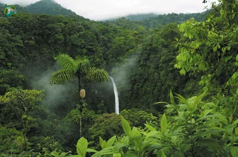 Bioma Floresta Amazônica Resumo – Mundo Ecologia