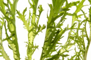 Alface Frisée: Origem | Mundo Ecologia