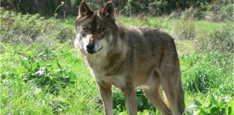 Habitat do Lobo Ibérico: Onde eles Vivem na Natureza? | Mundo Ecologia