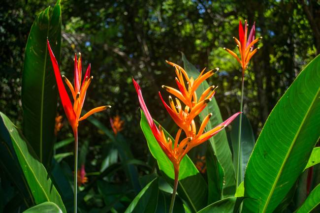 Heliconia Bihai: Caracteristicas e Fotos | Mundo Ecologia