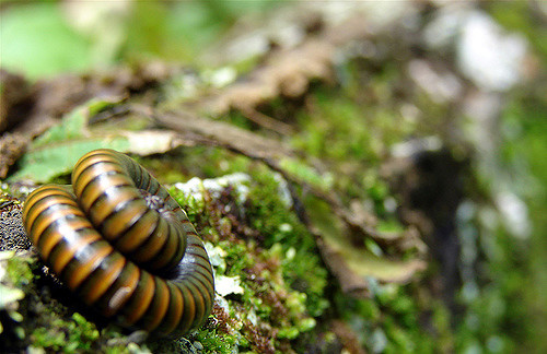 Gongolo Gigante: Informações, Ciclo de Vida e Infestação – Mundo Ecologia