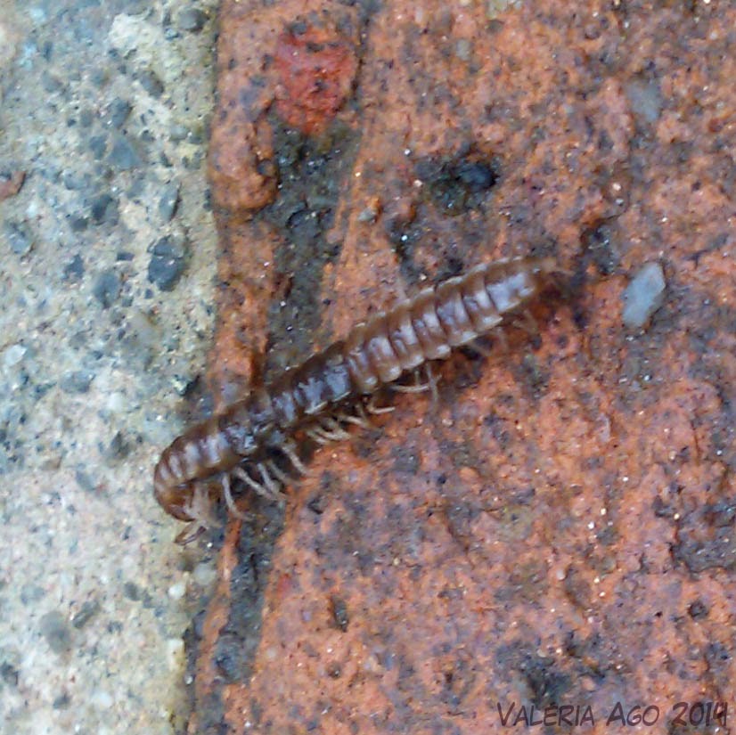 Gongolo Gigante: Informações, Ciclo de Vida e Infestação – Mundo Ecologia