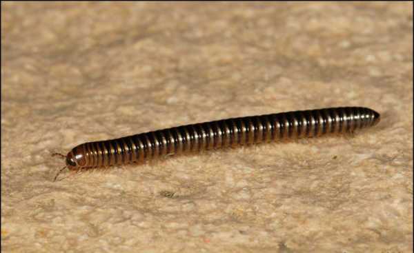 Gongolo Gigante: Informações, Ciclo de Vida e Infestação – Mundo Ecologia