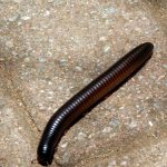 Gongolo Gigante: Informações, Ciclo de Vida e Infestação | Mundo Ecologia