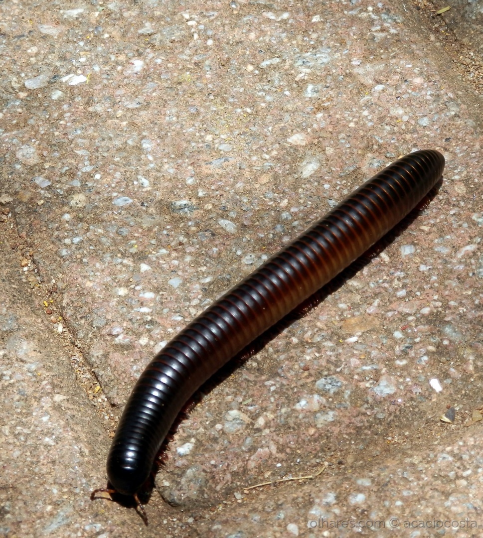 Gongolo Gigante: Informações, Ciclo de Vida e Infestação – Mundo Ecologia