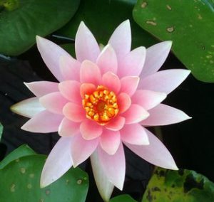 Lista de Nomes de Flores de A a Z Com Fotos – Mundo Ecologia