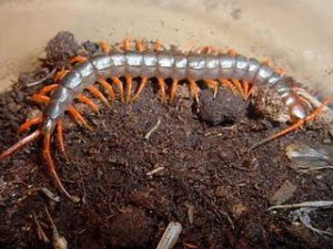 Como a Lacraia se Defende de Predadores | Mundo Ecologia