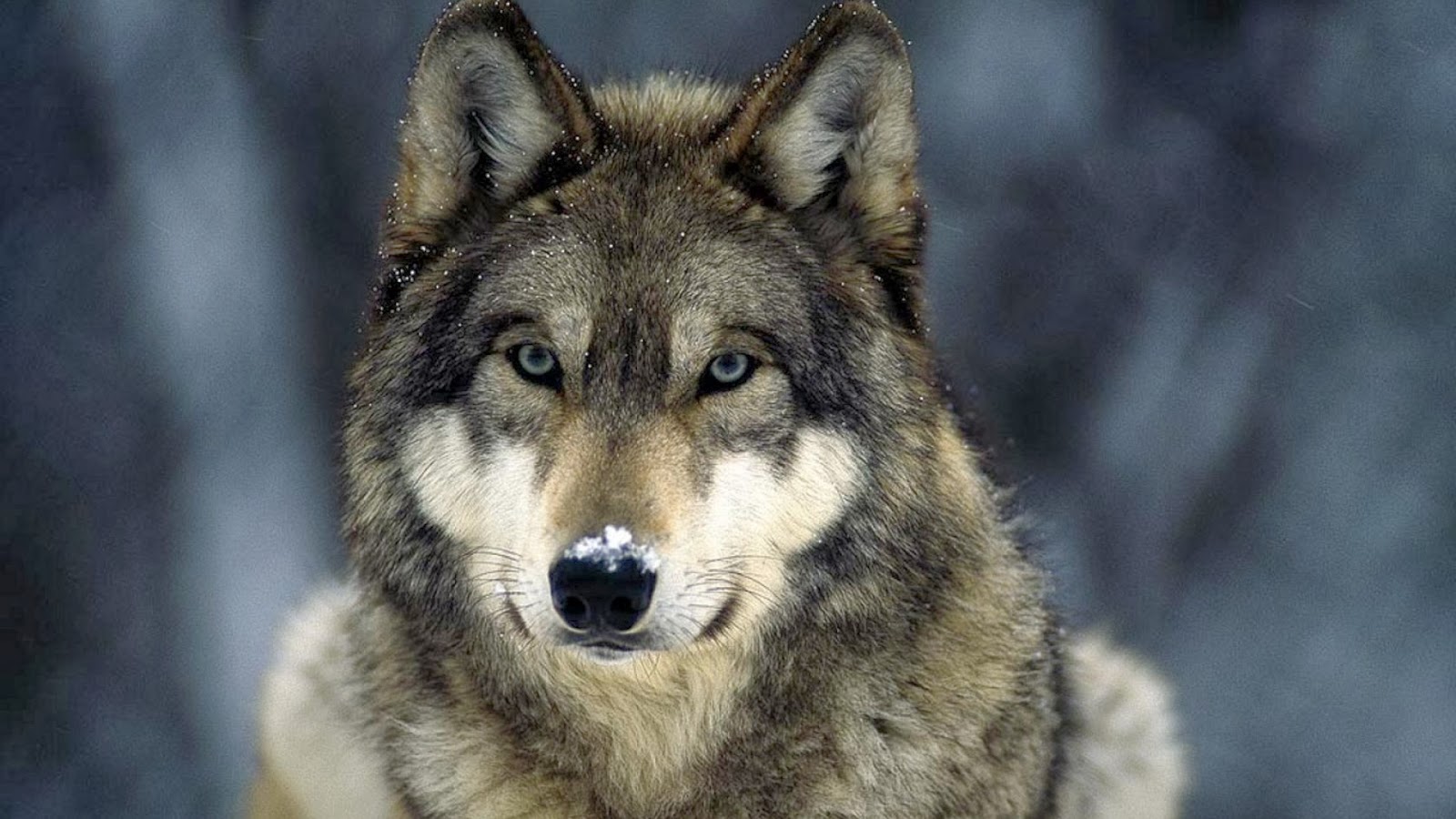Lobo Euro Asiático: Características | Mundo Ecologia