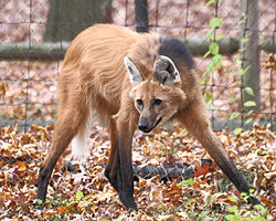 Lobo-Guará: Curiosidades e Fotos | Mundo Ecologia