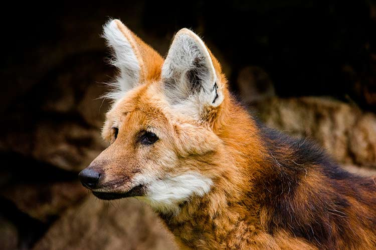 Lobo Guará Hábitat: Onde Eles Vivem? | Mundo Ecologia