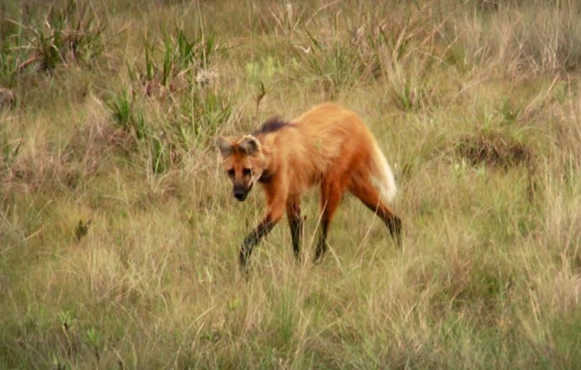 Lobo-Guará: Curiosidades e Fotos | Mundo Ecologia