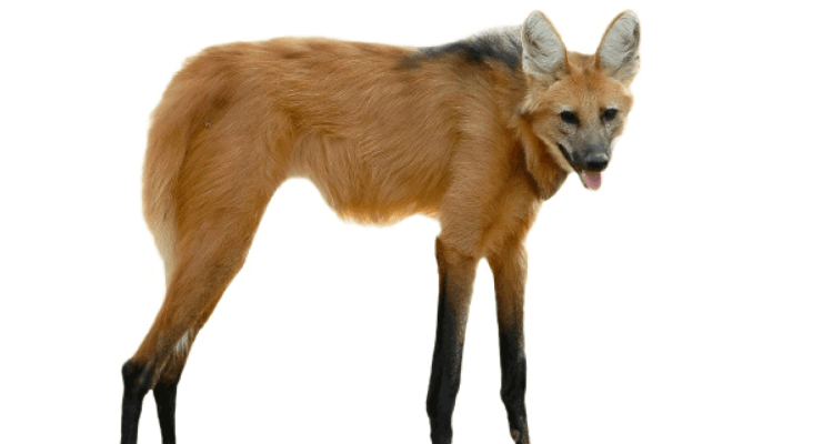 Lobo-Guará: Curiosidades e Fotos | Mundo Ecologia