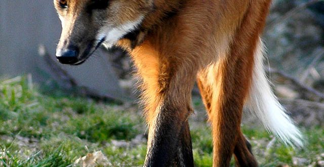 Lobo-Guará: Ficha Técnica, Tamanho e Peso | Mundo Ecologia