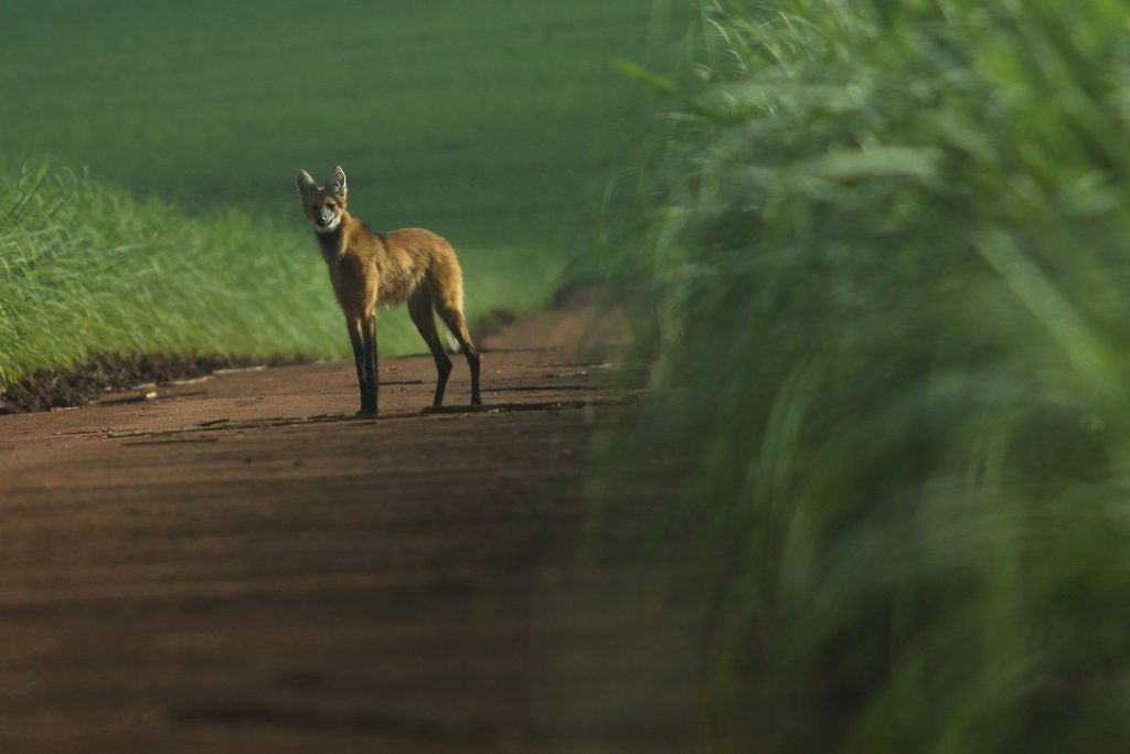 Lobo-Guará: Curiosidades e Fotos | Mundo Ecologia