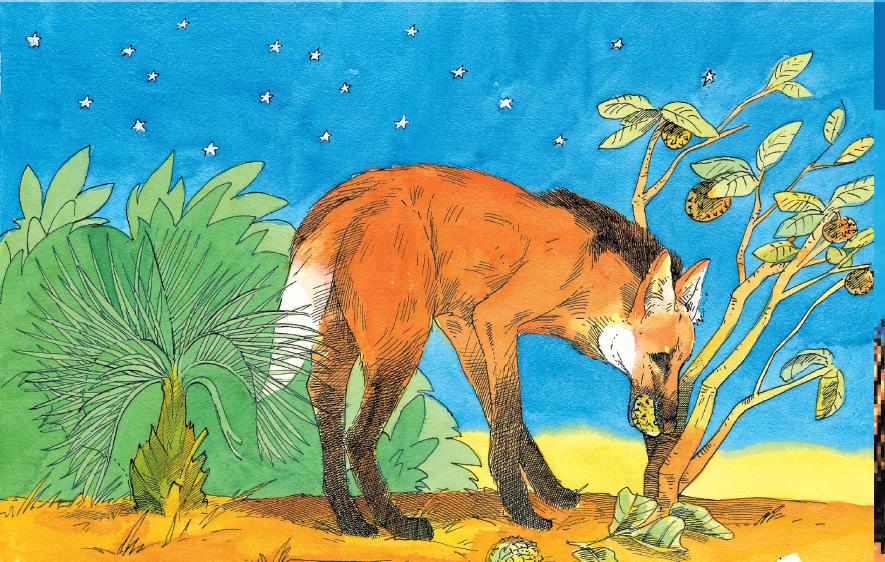 Lobo-Guará: Curiosidades e Fotos | Mundo Ecologia