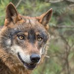 Tudo Sobre Lobos e seu Nicho Ecológico | Mundo Ecologia