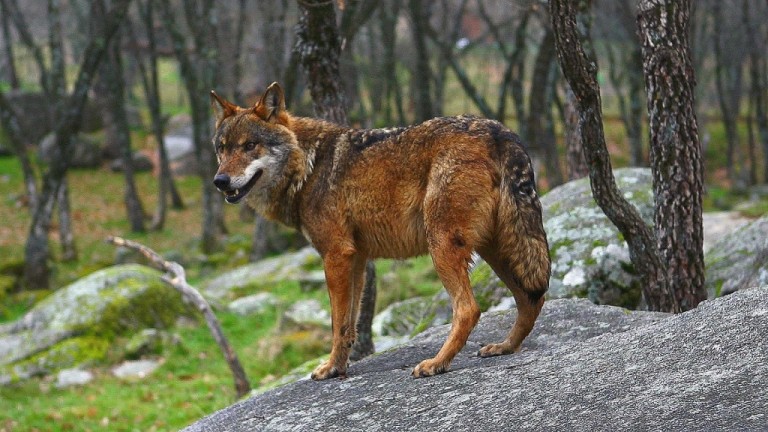 Tudo Sobre Lobos e seu Nicho Ecológico | Mundo Ecologia