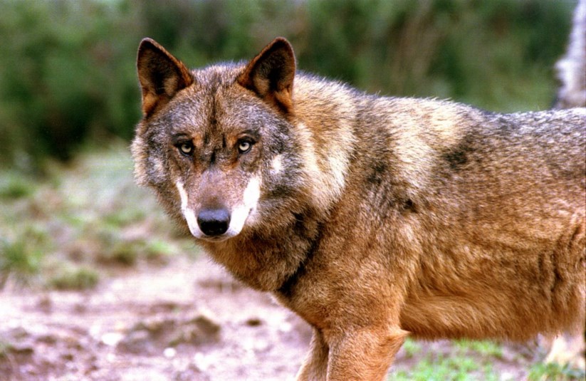 Tudo Sobre Lobos e seu Nicho Ecológico | Mundo Ecologia