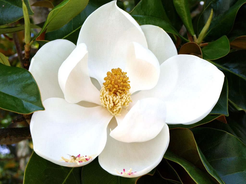 Lista de Nomes de Flores de A a Z Com Fotos | Mundo Ecologia