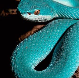 Mamba Azul: Características, Fotos e Nome Científico – Mundo Ecologia